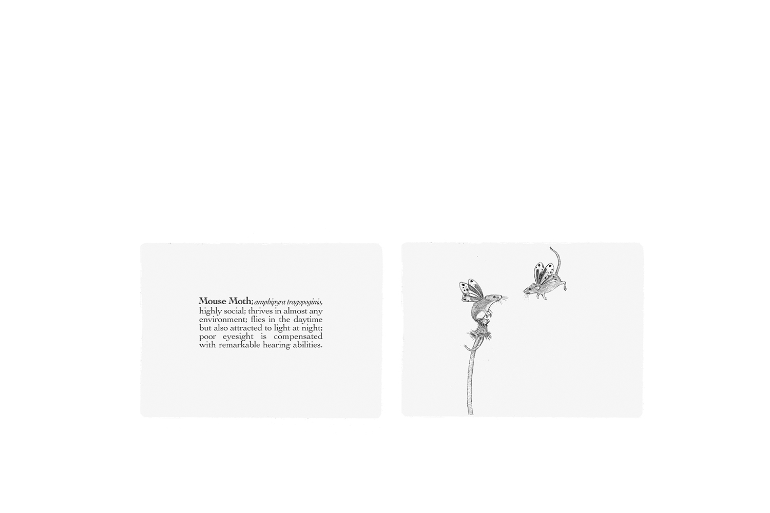 Things with Wings Print with Text – Mouse Moth – Esther Connon